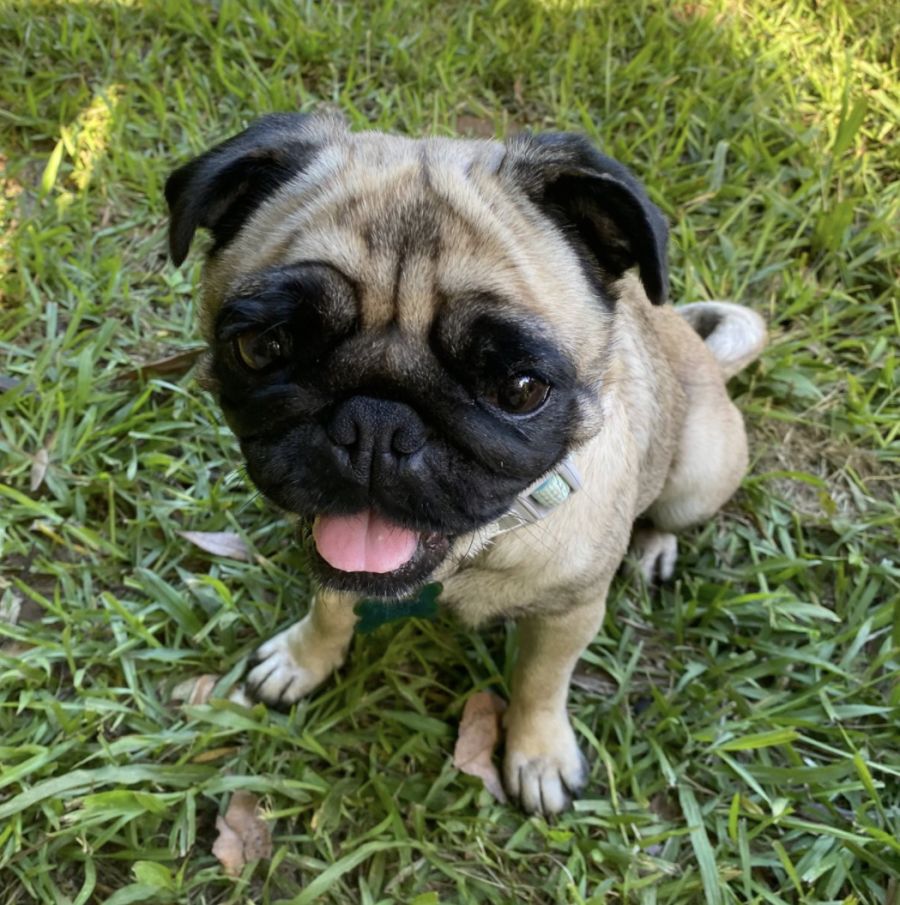 Lucy 🌸 - Small Female Pug Dog in QLD - PetRescue