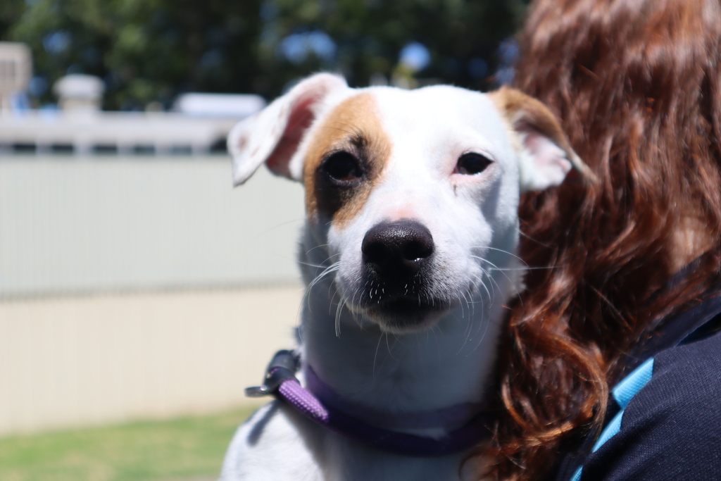 Wishbone - Small Female Jack Russell Terrier Mix Dog in VIC - PetRescue