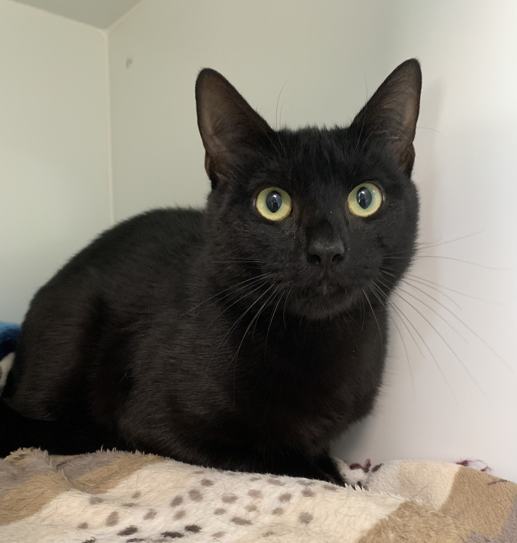 Tibbs - Male Domestic Short Hair Mix Cat in VIC - PetRescue