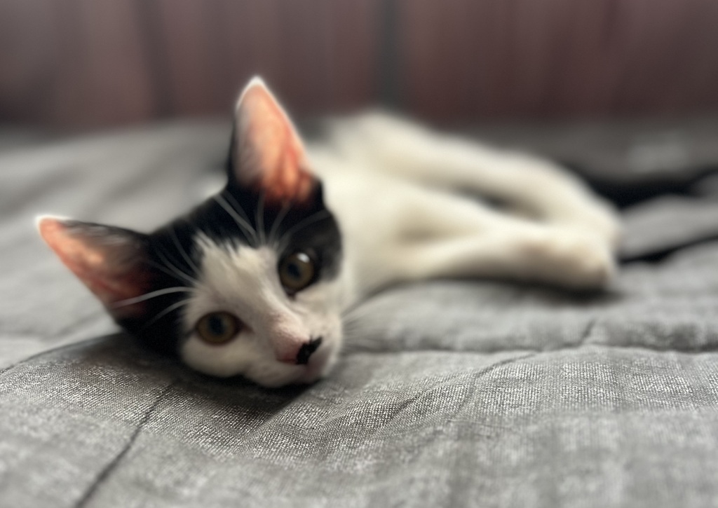 Crumpet - Female Domestic Short Hair Cat in ACT - PetRescue