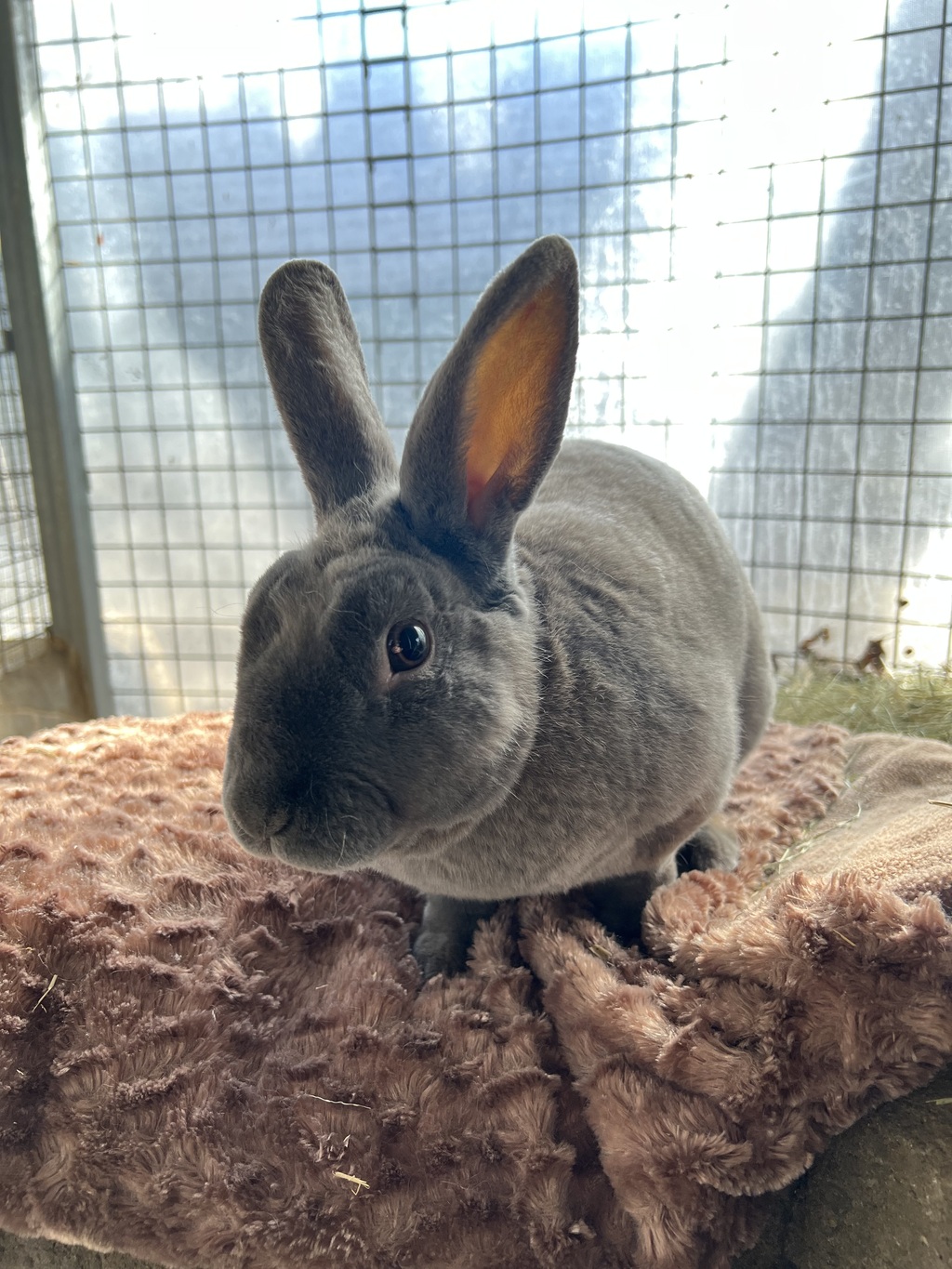 Fluffy - Male Rex Mix Rabbit in ACT - PetRescue