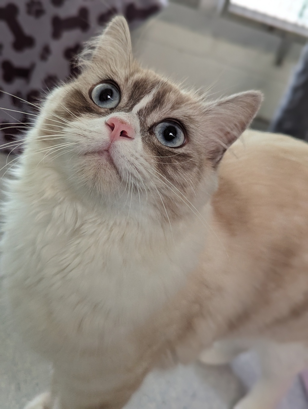 Lilly - Female Birman x Ragdoll Mix Cat in QLD - PetRescue