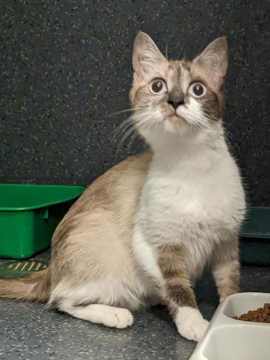 Gabi - Female Snowshoe Mix Cat in QLD - PetRescue