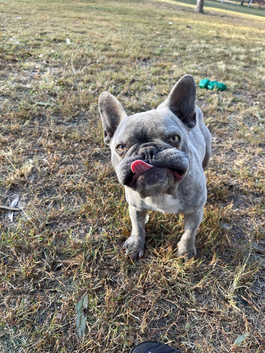 Cheeky - Small Female French Bulldog Dog in QLD - PetRescue