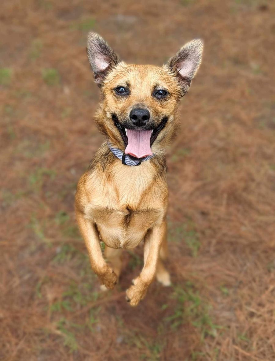 Frankie - Small Male Chihuahua x Jack Russell Terrier x Pomeranian Mix ...