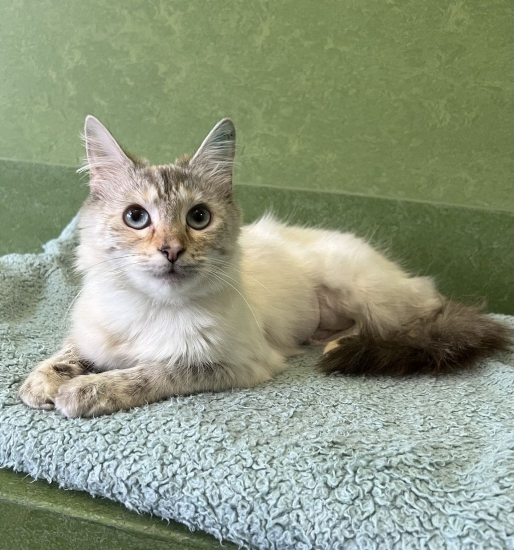 Rosie - Female Ragdoll Mix Cat in VIC - PetRescue