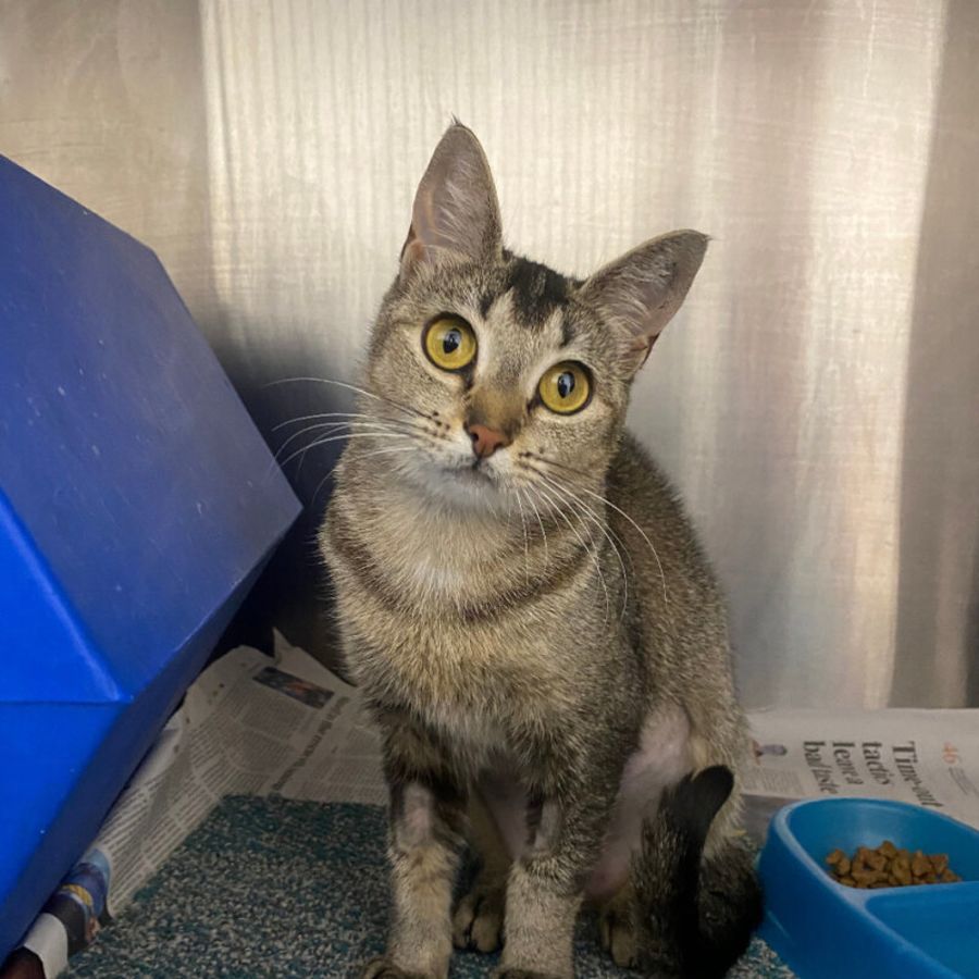 Edwina - Female Abyssinian Cat in NSW - PetRescue