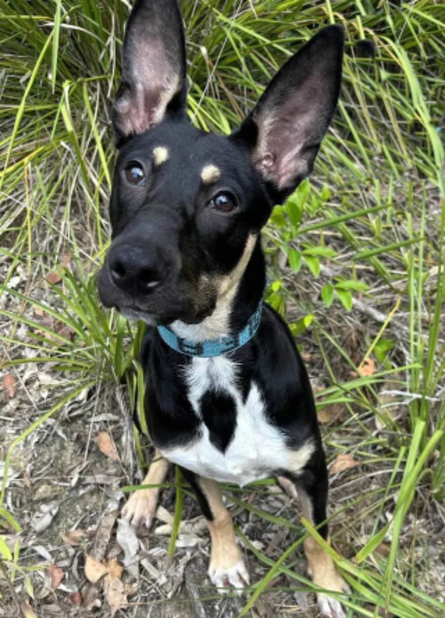 Flynn - Medium Male Kelpie Mix Dog in NSW - PetRescue