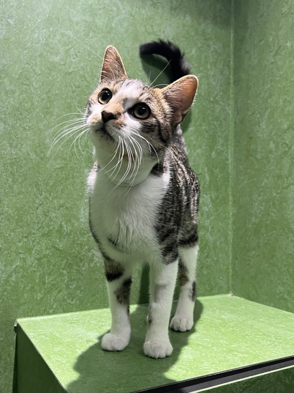 Snickers - Male Domestic Short Hair Cat in VIC - PetRescue