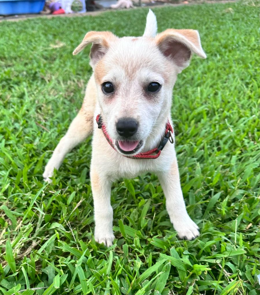 Raphael - Small Male Terrier Mix Dog in QLD - PetRescue
