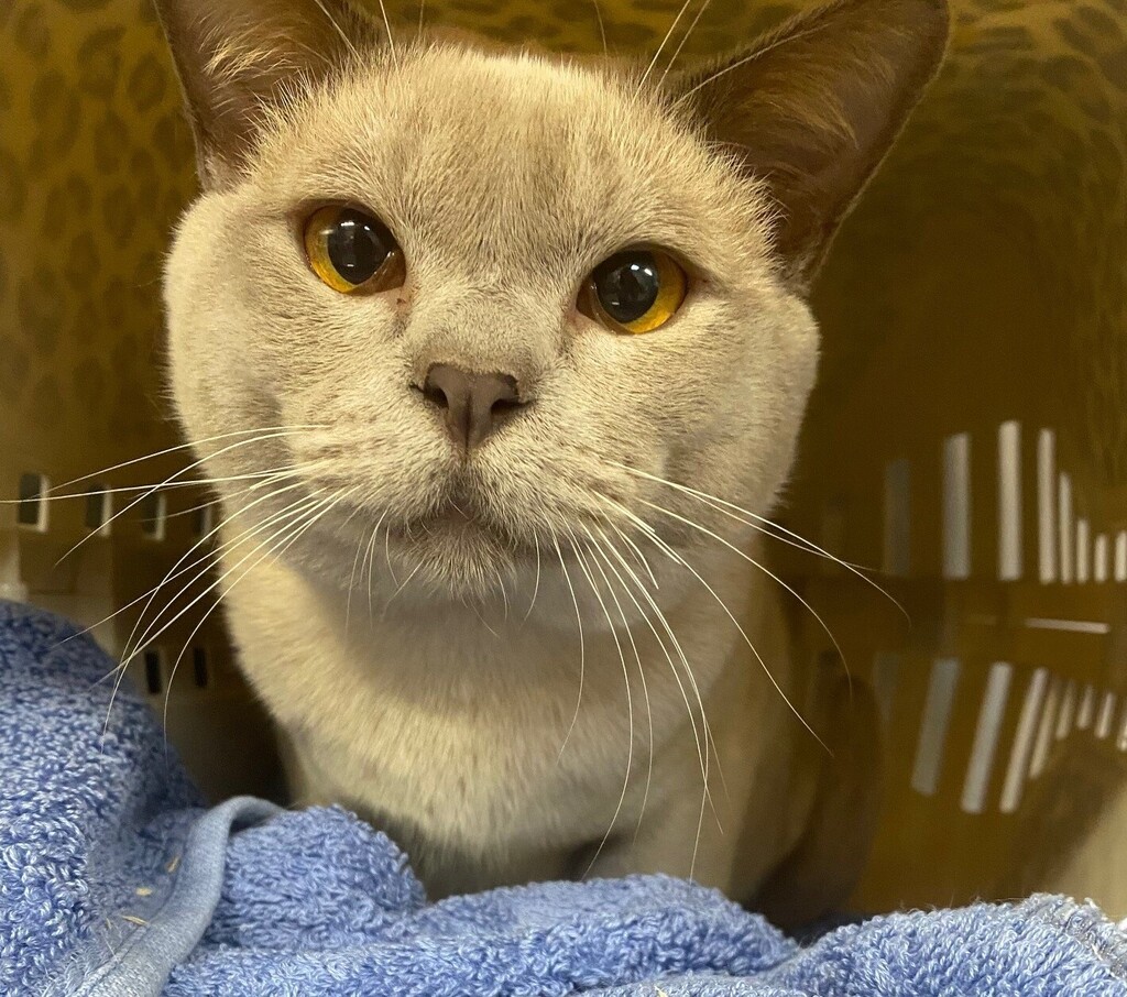 Ripley - Male Burmese Mix Cat in WA - PetRescue
