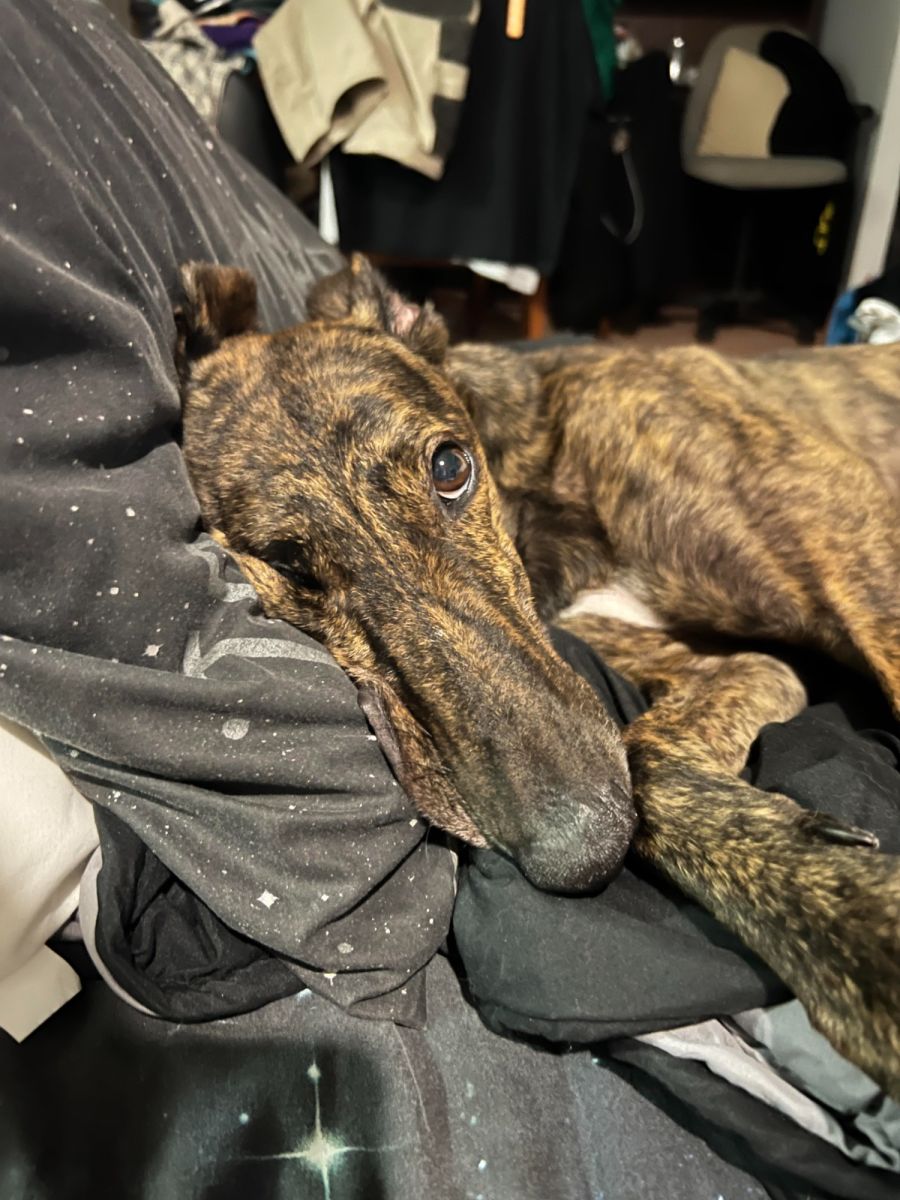 Fish Greyhound - Large Male Greyhound Dog in NSW - PetRescue