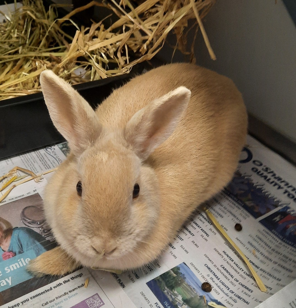 Rizzo - Female Dwarf x Mini Lop Mix Rabbit in VIC - PetRescue