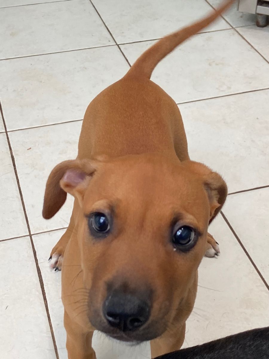 Calliope - Medium Female Mixed Breed Dog in NSW - PetRescue