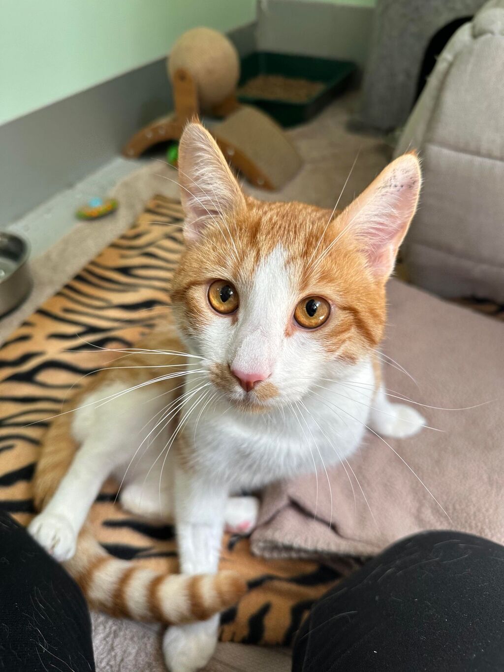 Smooch - Male Domestic Short Hair Cat in ACT - PetRescue