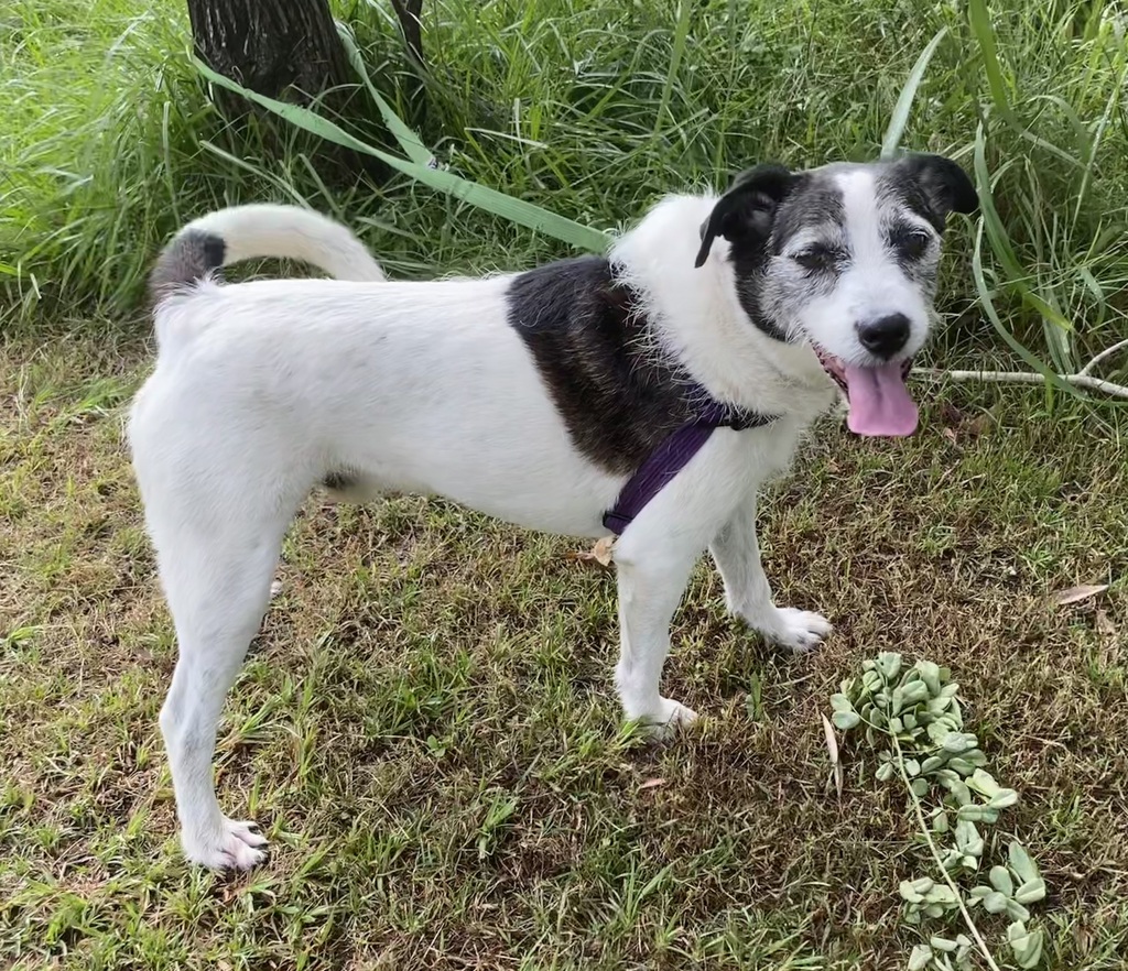 Rex - Medium Male English Staffordshire Bull Terrier x Wirehaired Jack ...