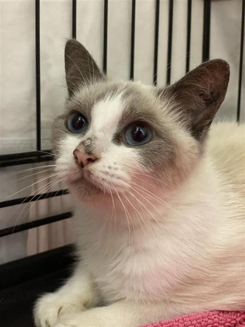 Della - Female Birman Mix Cat in QLD - PetRescue