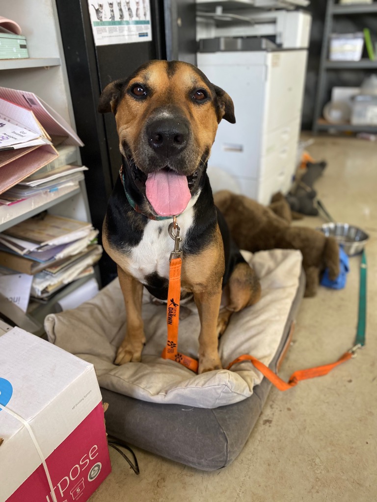 Boogie - Large Male Rhodesian Ridgeback x Mixed Breed Mix Dog in NT ...