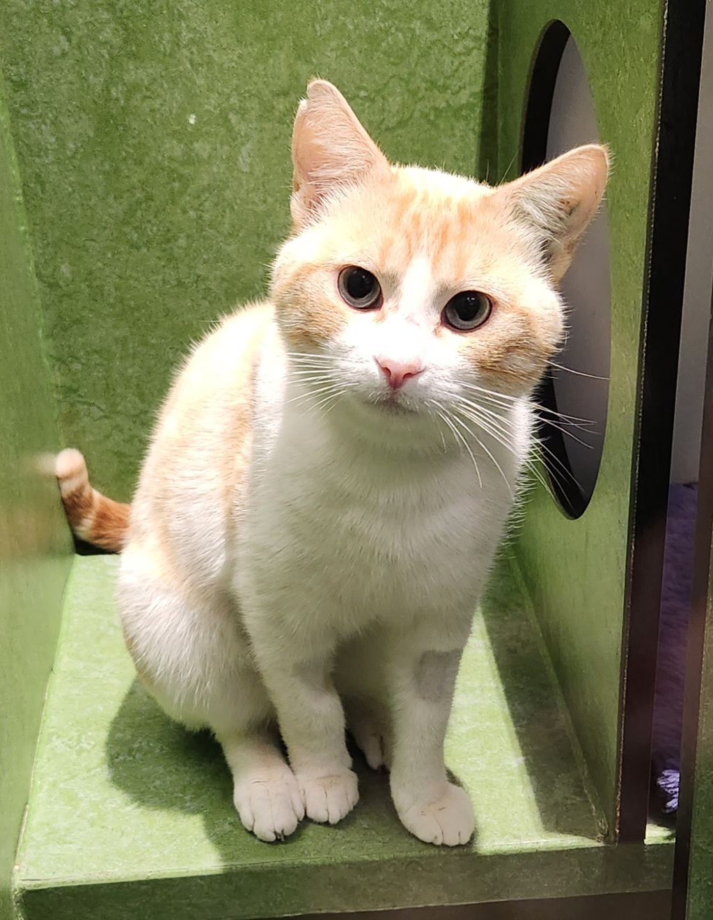 Montague - Male Domestic Short Hair Cat in VIC - PetRescue