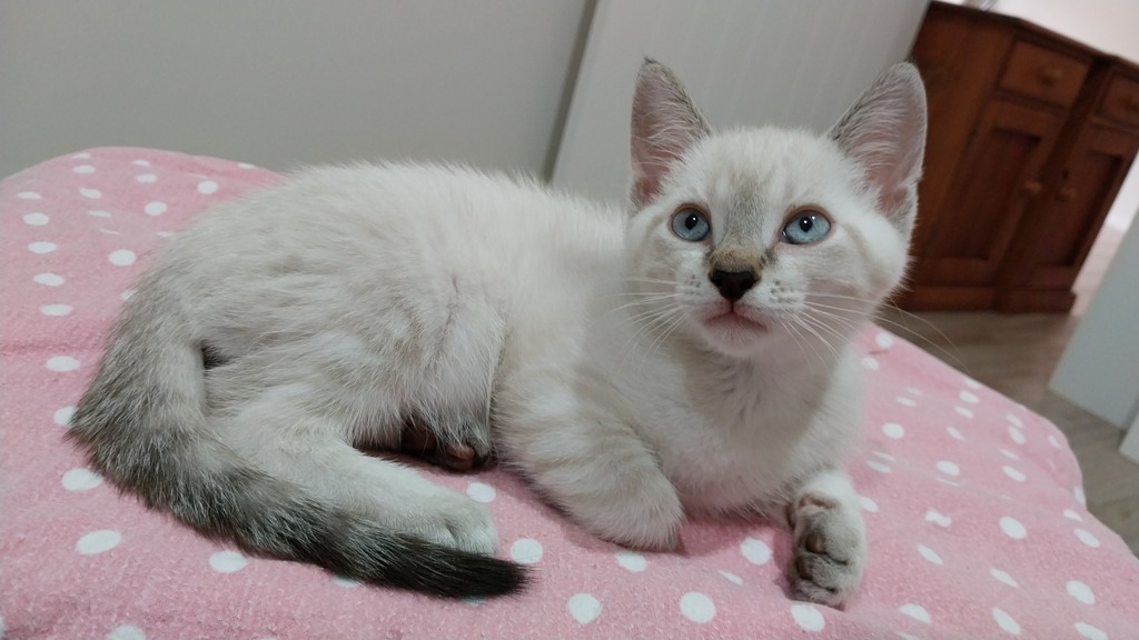 Ravioli - Male Layanese Mix Cat in QLD - PetRescue