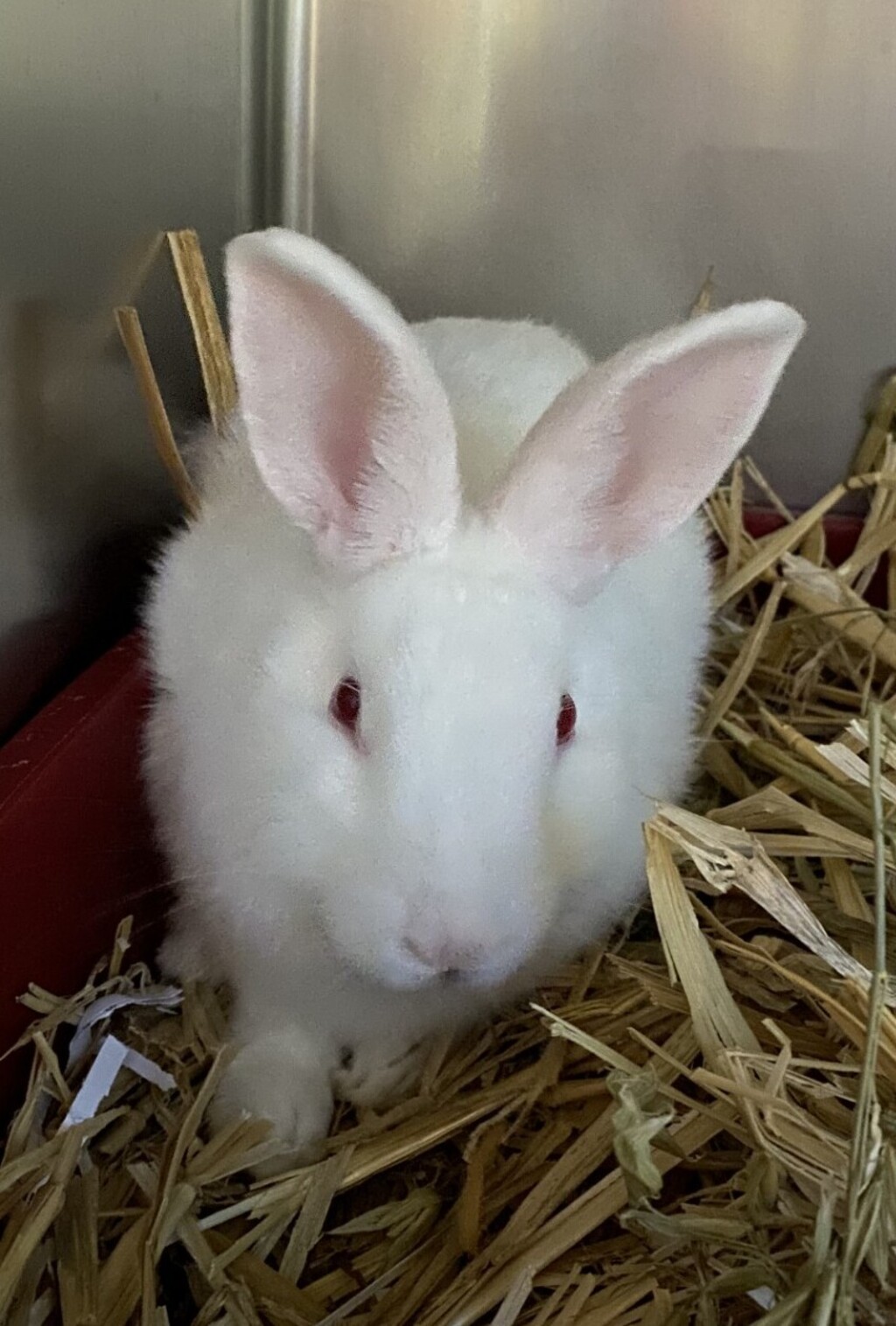 Flip Flop (bonded To Shrimp) - Male New Zealand Rabbit in VIC - PetRescue