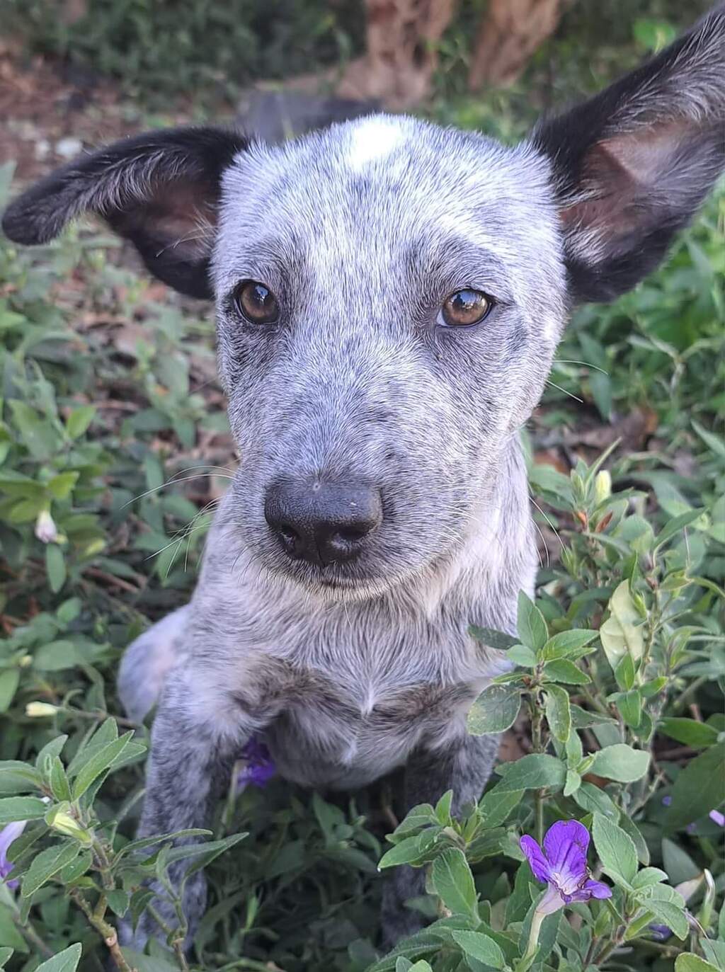 Schooner - Medium Male Australian Cattle Dog Mix Dog in QLD - PetRescue