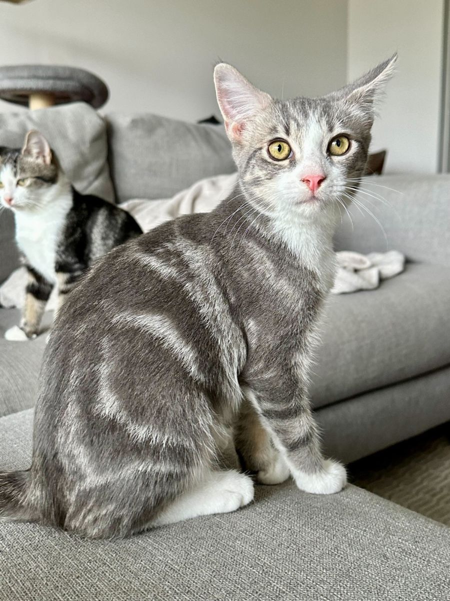 Chaps - Male Domestic Short Hair Cat in NSW - PetRescue