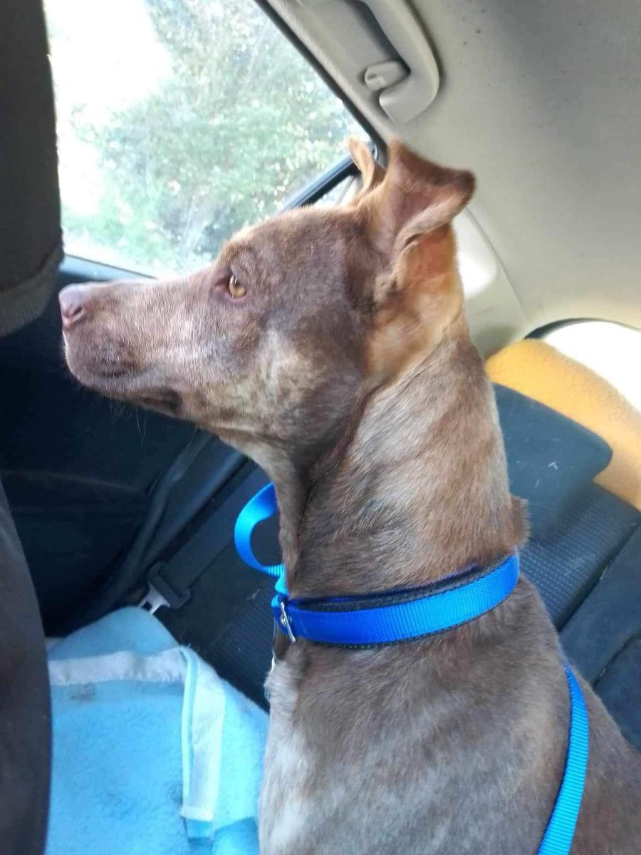 Goodwill Rescue - PetRescue