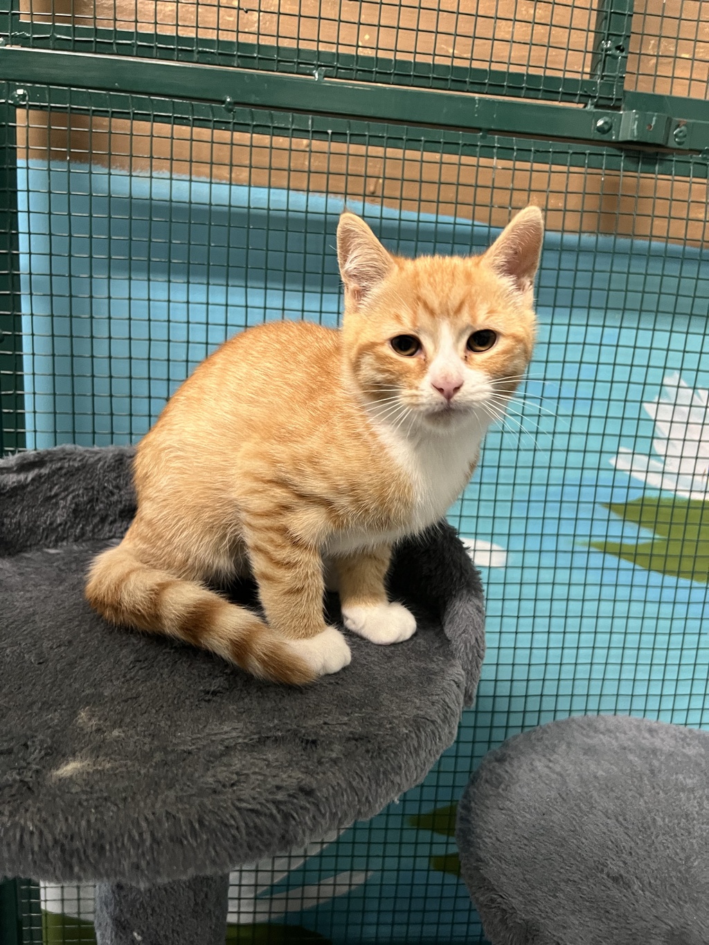 Tiger - Male Dsh Mix Cat in VIC - PetRescue