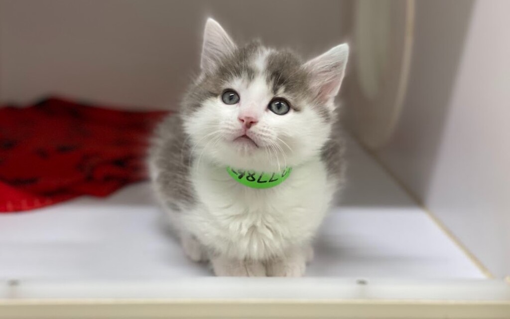 Griff - Male Domestic Short Hair Mix Cat in VIC - PetRescue