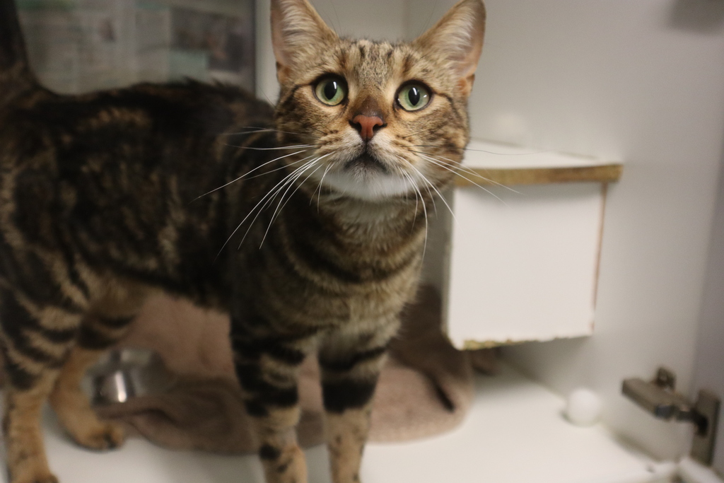 Benji - Male Bengal Mix Cat in VIC - PetRescue