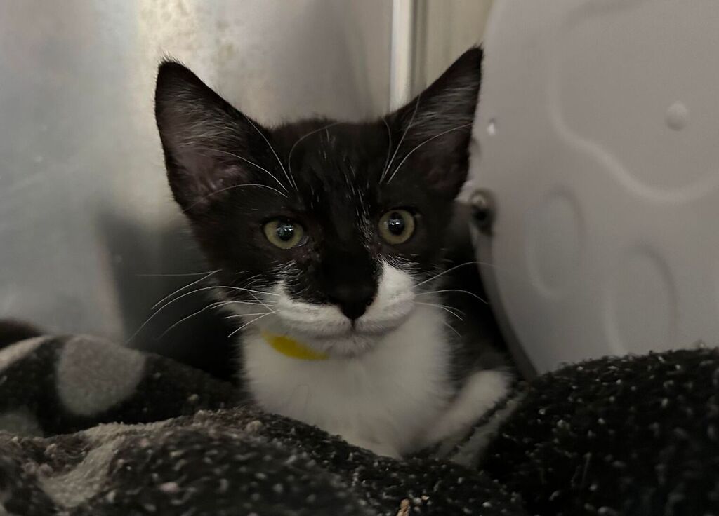 Nox - Male Domestic Short Hair Cat in ACT - PetRescue