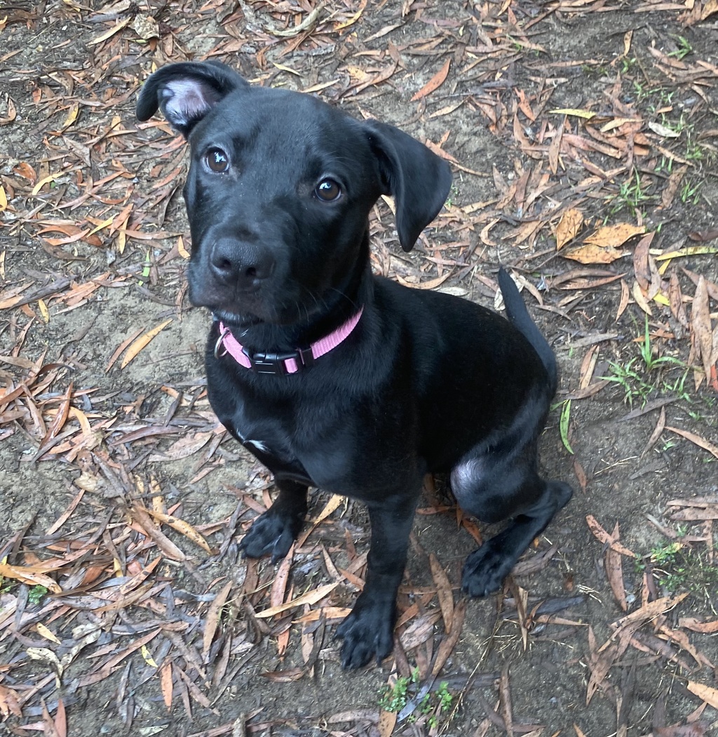 Lala - Medium Female American Staffordshire Bull Terrier Mix Dog in QLD - PetRescue