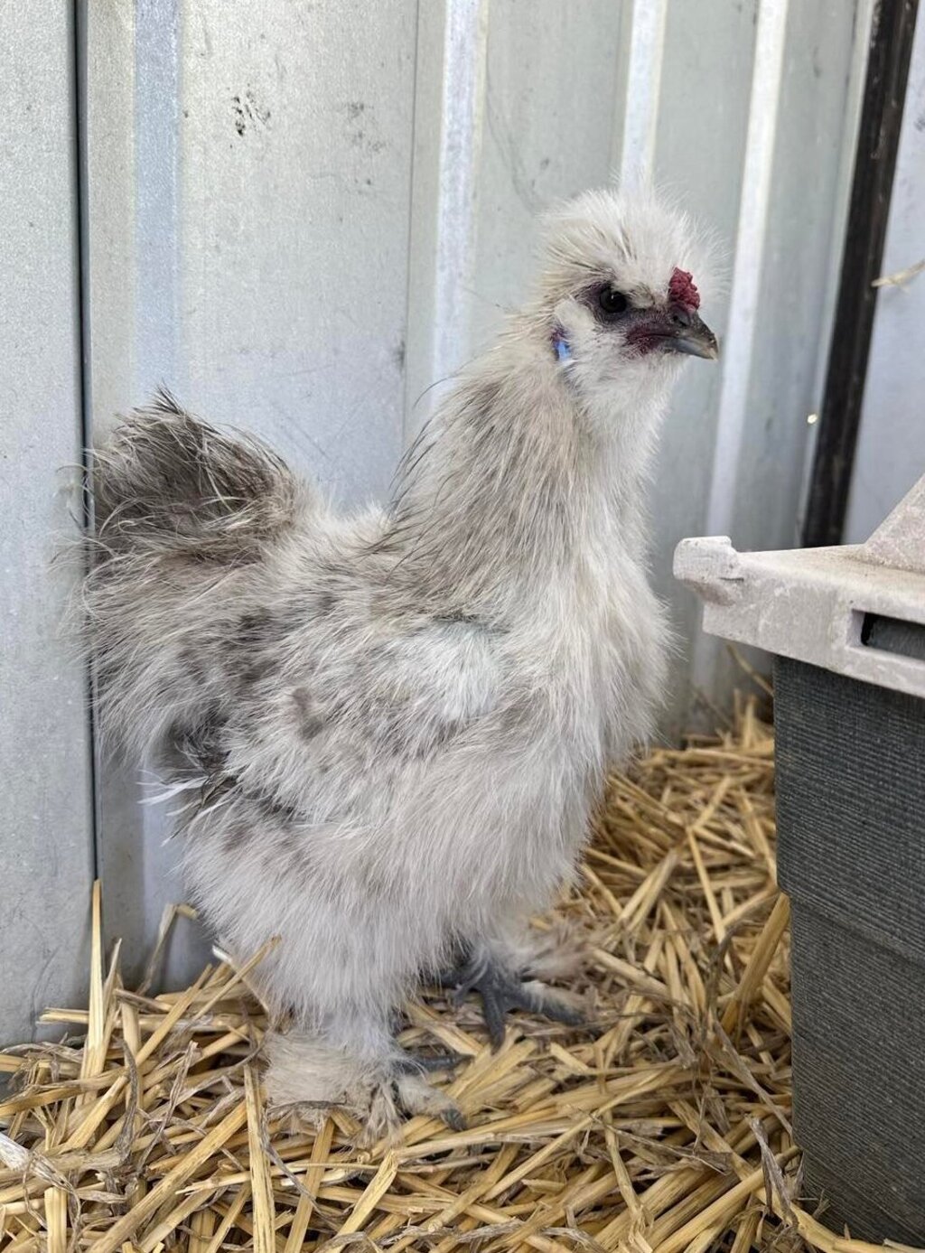 Ivan - Male Chinese Silky Bantam Fowl in ACT - PetRescue