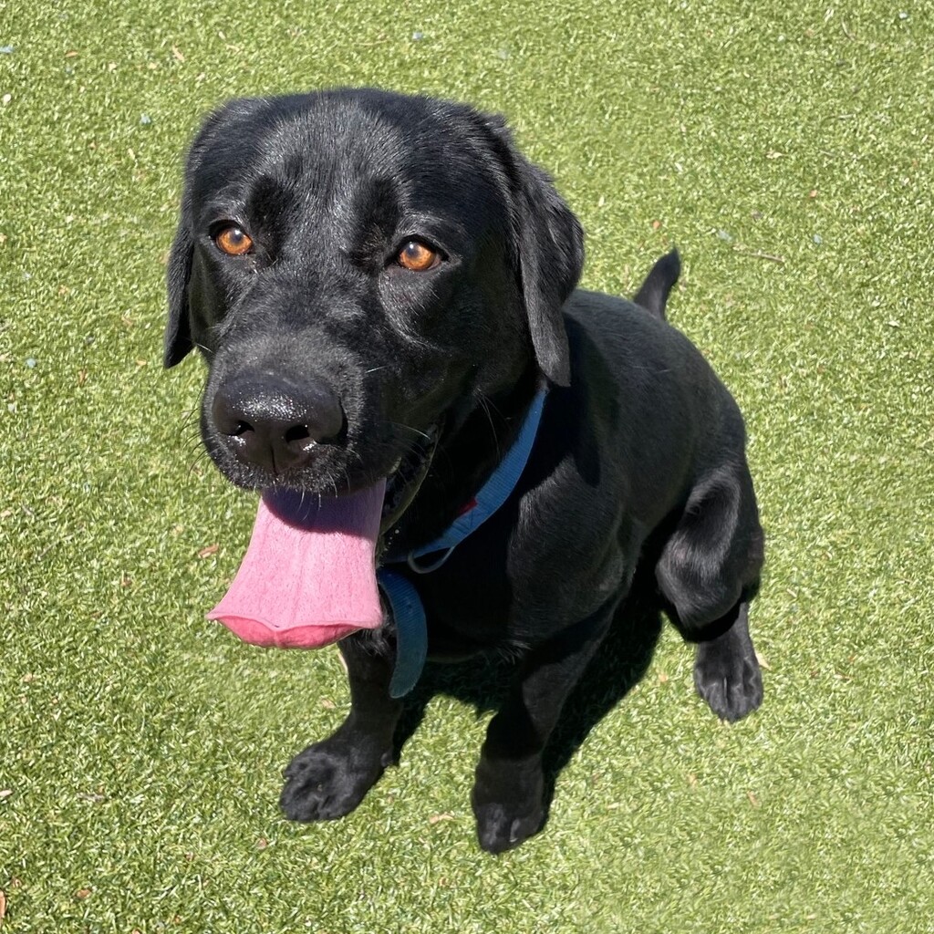 Ruby - Medium Female Labrador Mix Dog in VIC - PetRescue