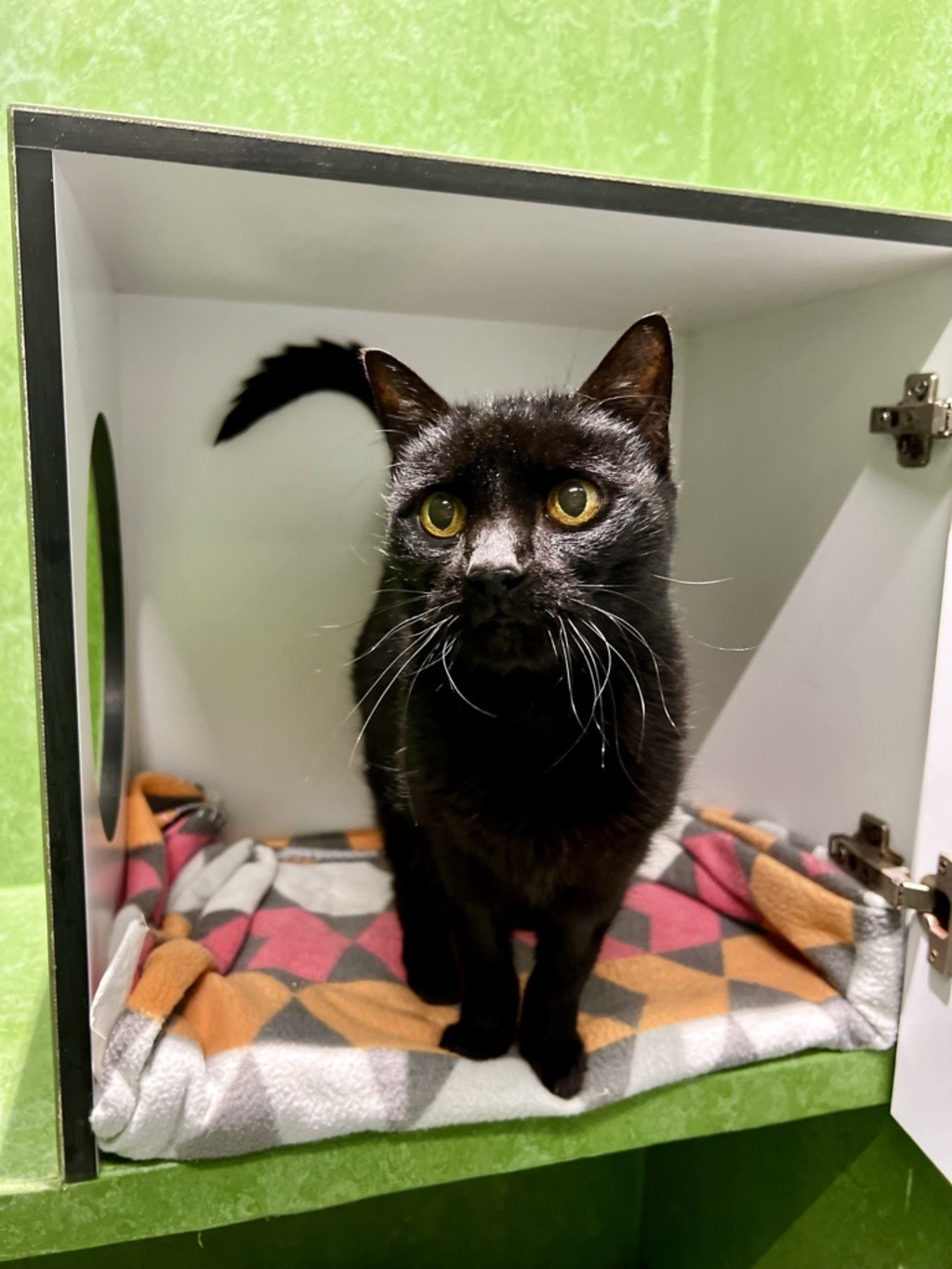 Kat - Female Domestic Short Hair Mix Cat in VIC - PetRescue
