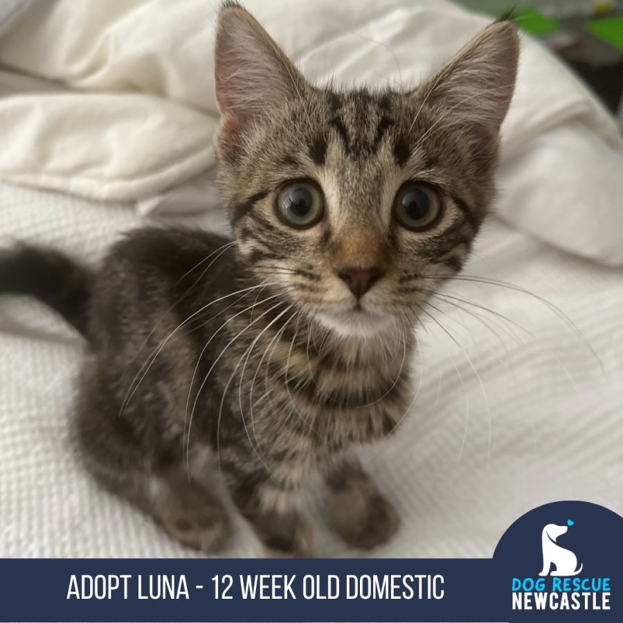 Luna - 12 Week Old Domestic Short Hair (Trial) - Female Domestic Short ...