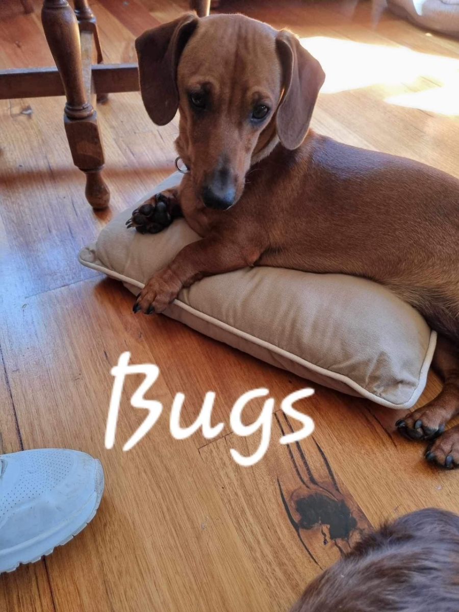 Bugs - Small Male Dachshund Dog in VIC - PetRescue