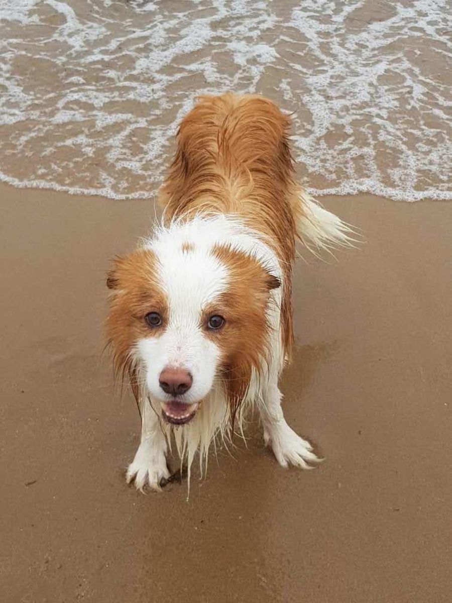 Hamilton - Medium Male Border Collie Dog in QLD - PetRescue