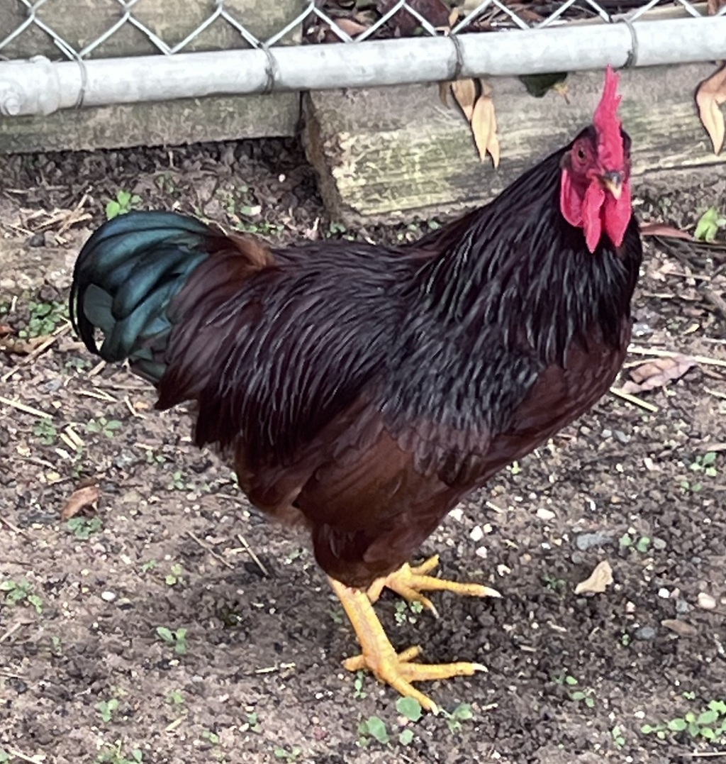 Aka - Male Chicken Rhode Island x Chicken Ancona Mix Fowl in QLD ...