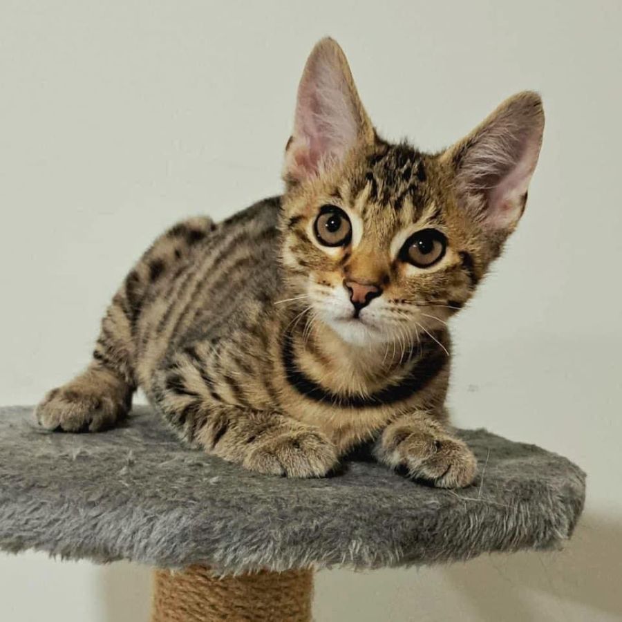 9880 - Nibbles - Male Domestic Short Hair Cat in WA - PetRescue