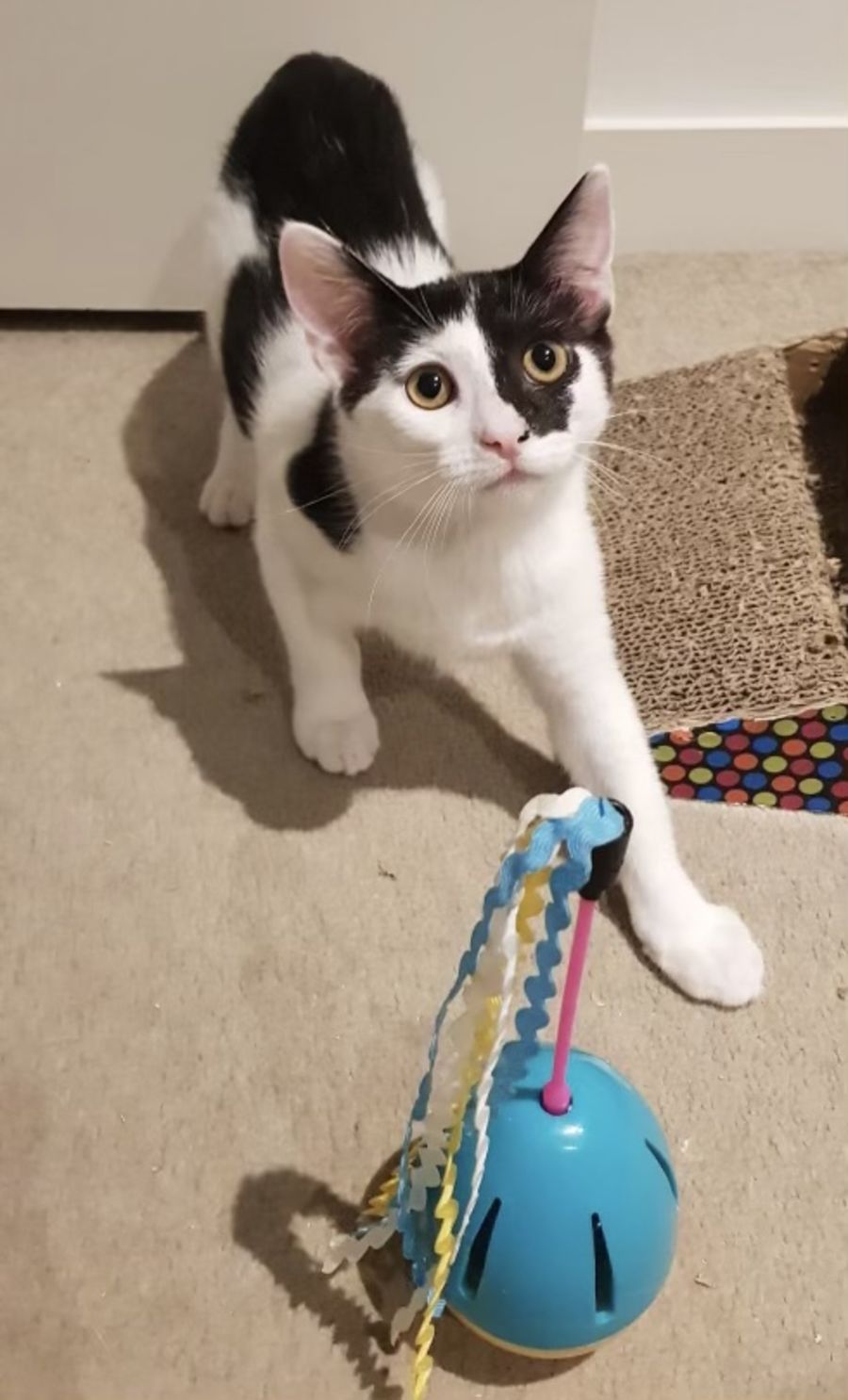 Sassafras - Female Domestic Short Hair Cat in VIC - PetRescue