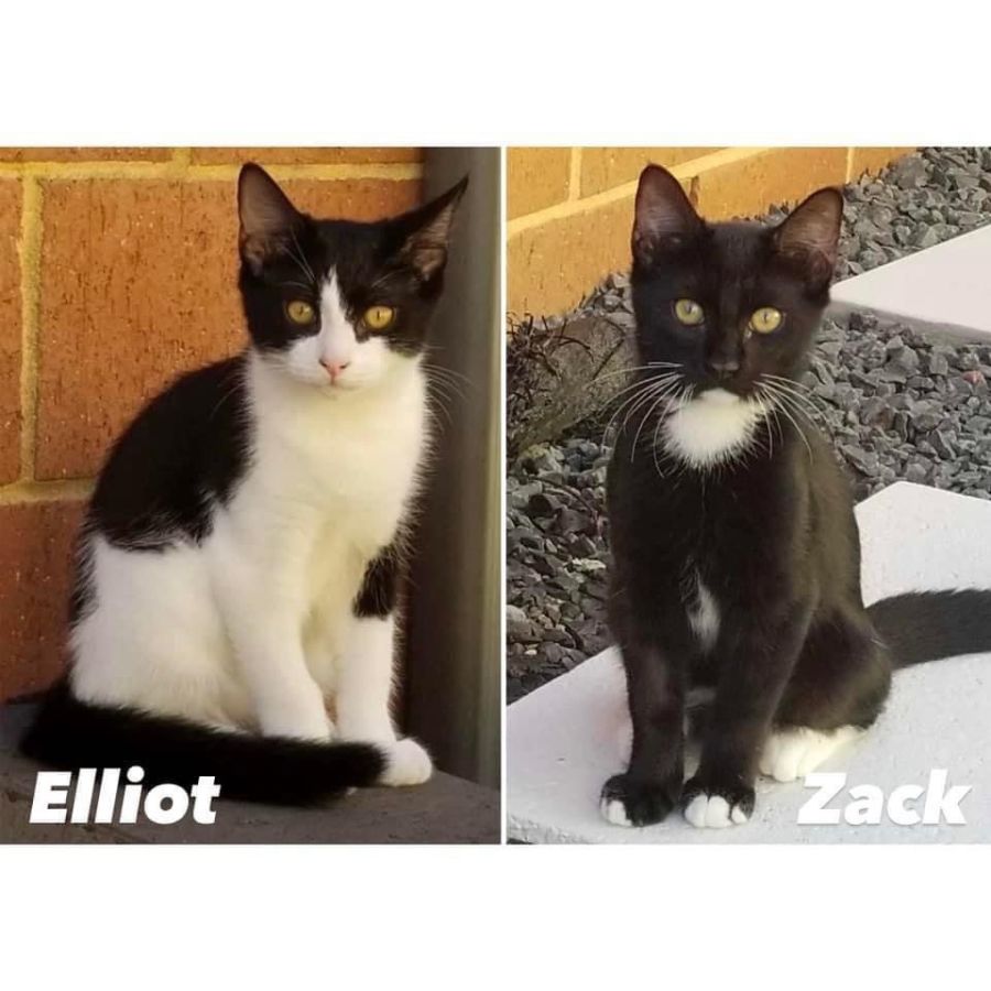 10131/2 - Zack & Elliot - Male Domestic Short Hair Cat in WA - PetRescue