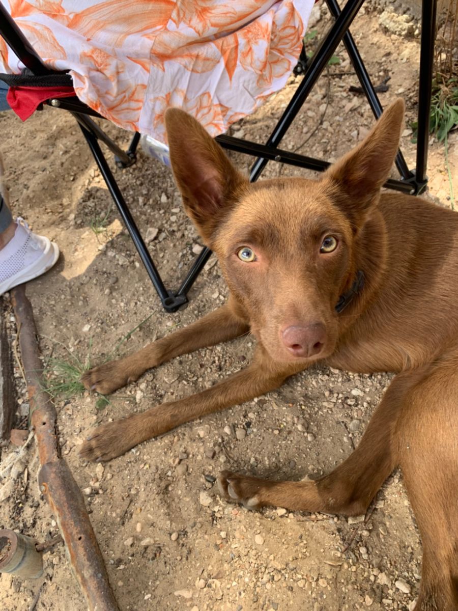 Little Red - Medium Female Kelpie x Koolie Mix Dog in SA - PetRescue