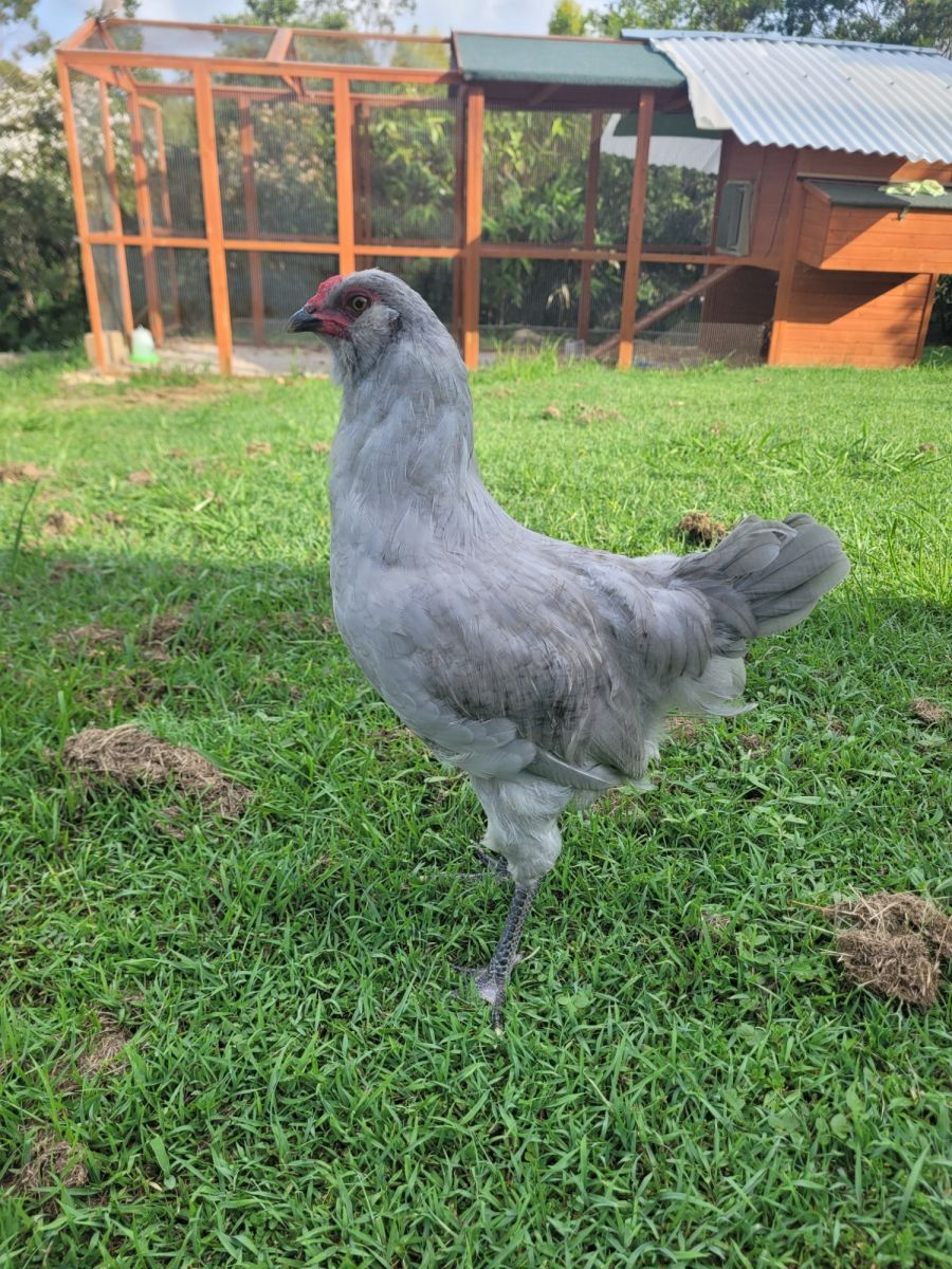 Chook Chook - Male Rooster in QLD - PetRescue