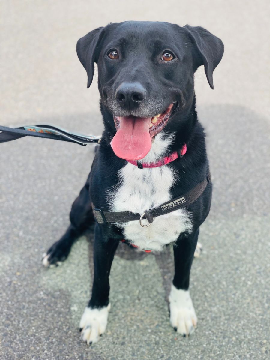Abby - Medium Female Labrador x Border Collie Dog in VIC - PetRescue