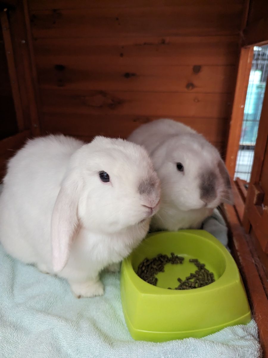 Miso & Melody (VIBs) - Male Lop Eared Rabbit in VIC - PetRescue