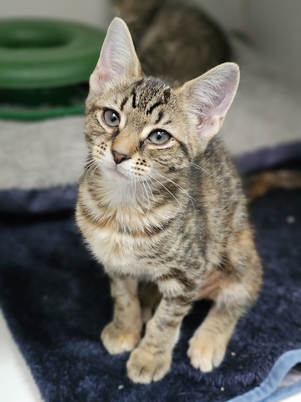 Brushtail - Female Domestic Short Hair Mix Cat in NSW - PetRescue