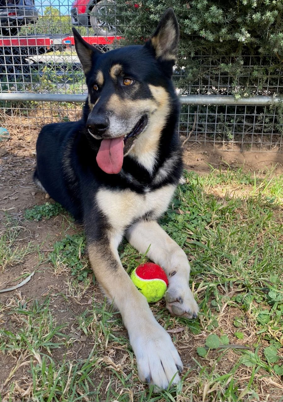 Haddes - Large Male Siberian Husky x German Shepherd Mix Dog in NSW ...