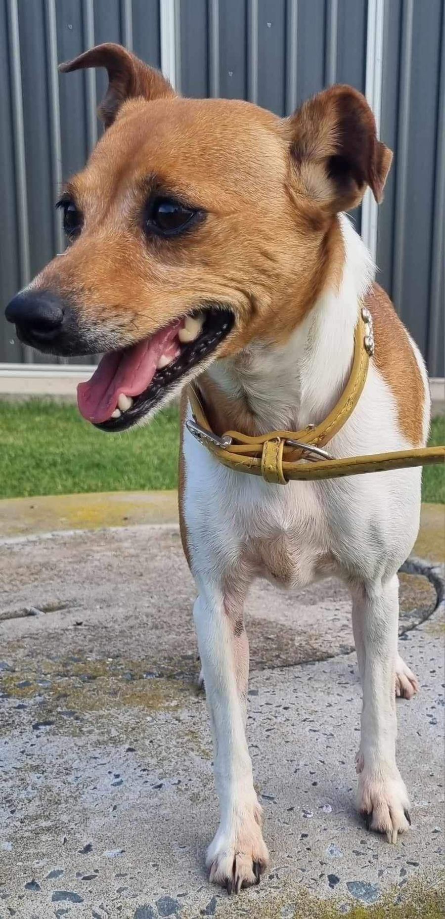 Tilly - Small Female Tenterfield Terrier Dog in QLD - PetRescue